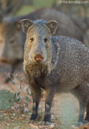 The American Southwest: Free Birds and Captive Predators - Hal Brindley ...