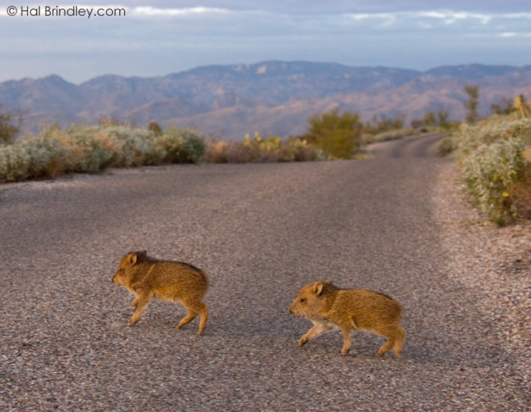 The American Southwest: Free Birds and Captive Predators - Hal Brindley ...
