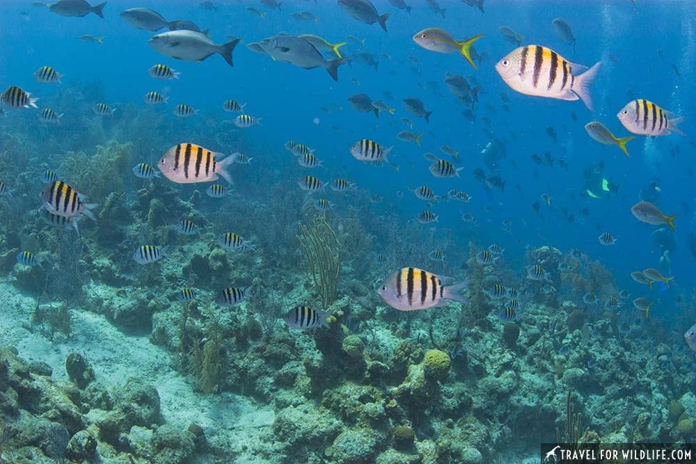 Belize: Reef to Rainforest - Hal Brindley Wildlife Photography