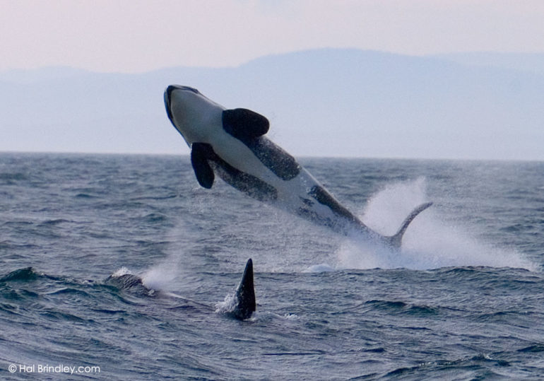 Holding Breath: Marine Mammals of the Pacific Coast - Hal Brindley ...
