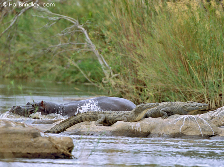 The Best Day Ever (Leopard vs Crocodile) - Hal Brindley Wildlife ...