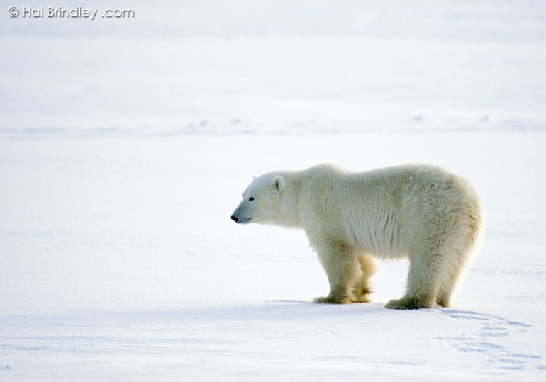 The Great White Bear - Hal Brindley Wildlife Photography