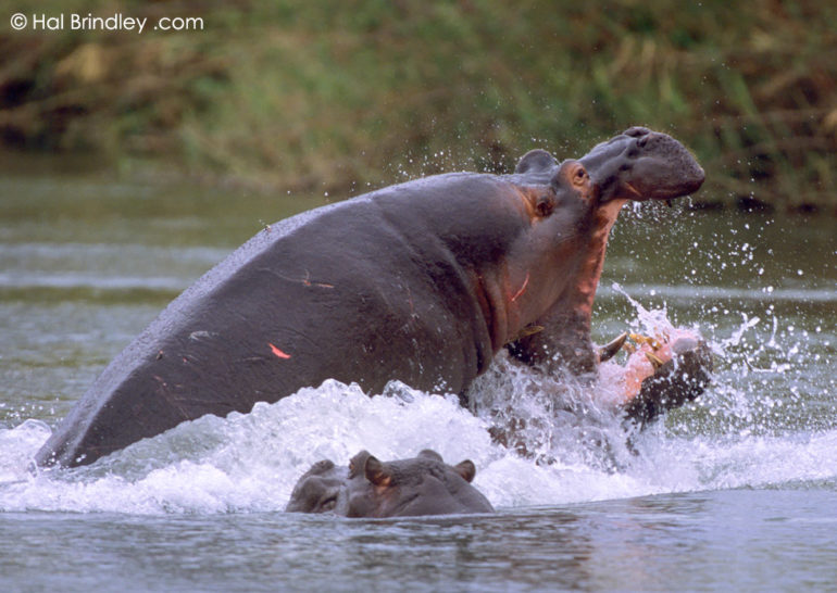 The Best Day Ever (Leopard vs Crocodile) - Hal Brindley Wildlife ...