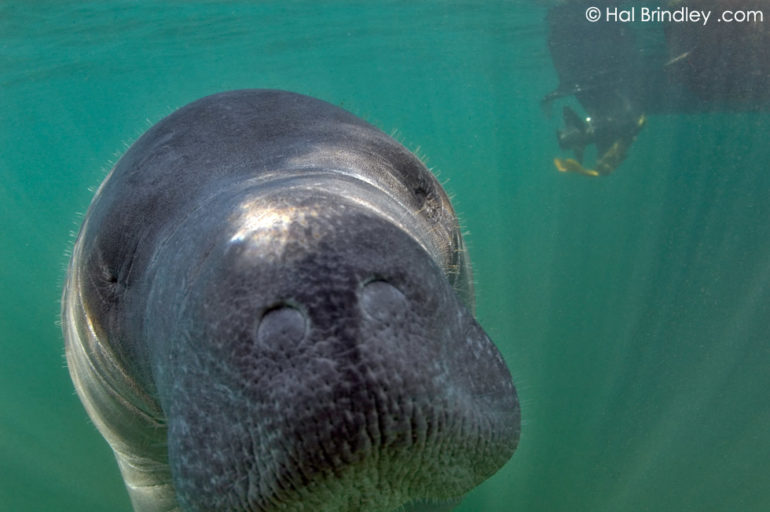 Swimming With Mermaids: the Manatees of Crystal River - Hal Brindley ...