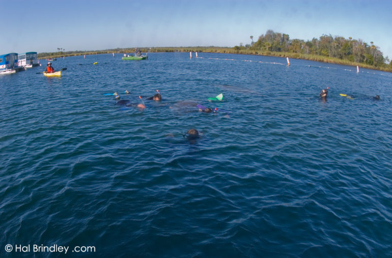 Swimming With Mermaids: the Manatees of Crystal River - Hal Brindley ...
