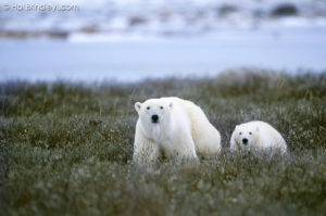 The Great White Bear - Hal Brindley Wildlife Photography