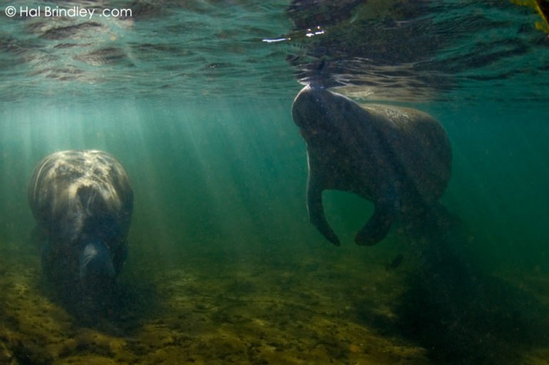 Swimming With Mermaids: the Manatees of Crystal River - Hal Brindley ...