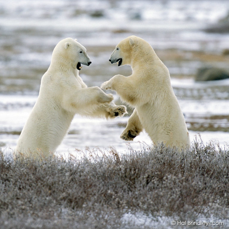 The Great White Bear - Hal Brindley Wildlife Photography