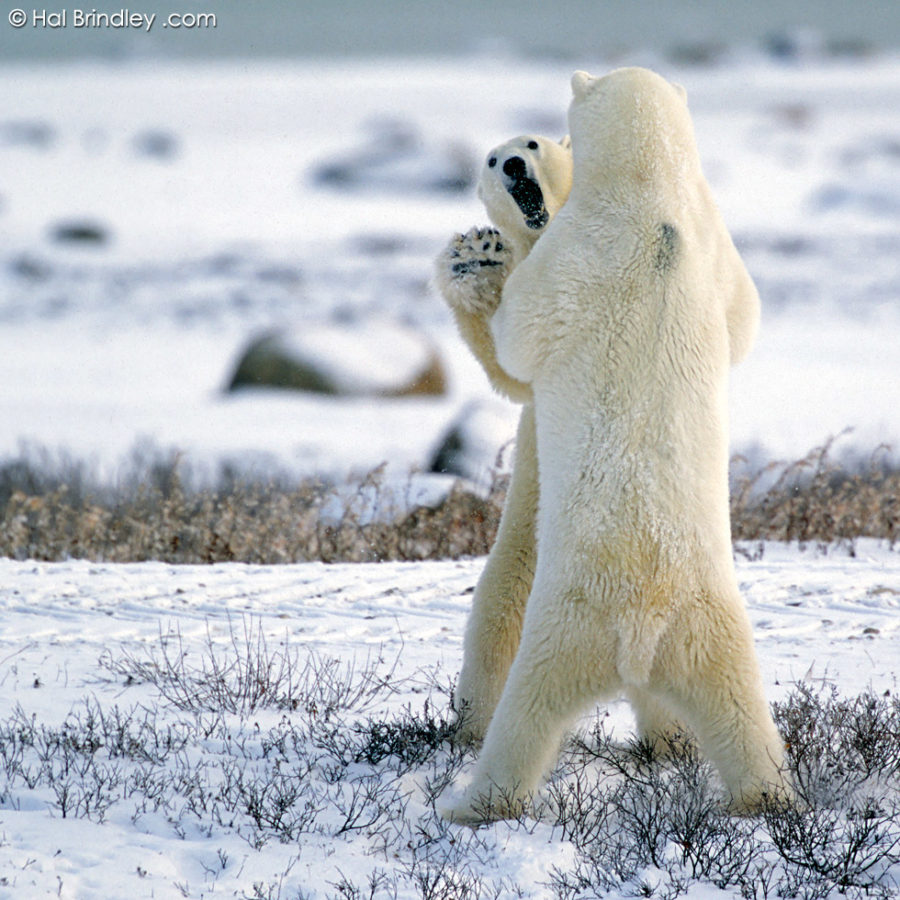 The Great White Bear - Hal Brindley Wildlife Photography