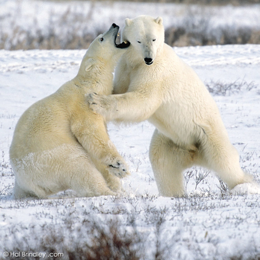 The Great White Bear - Hal Brindley Wildlife Photography