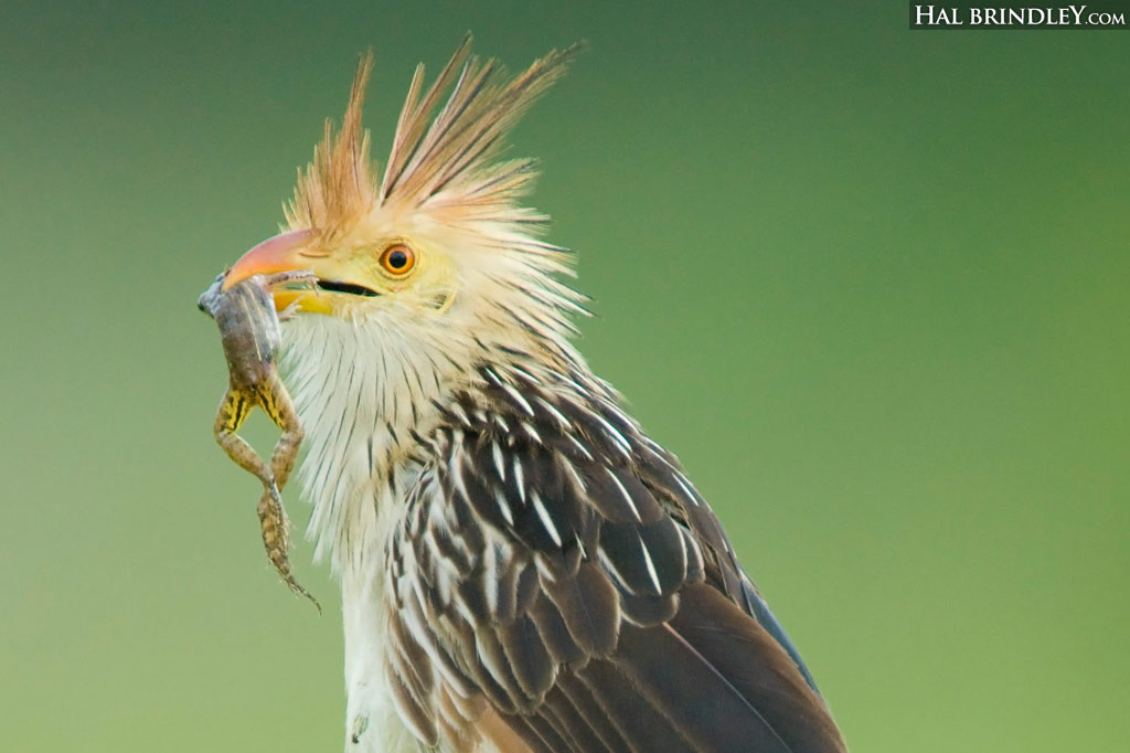 Daily Creature 5: Guira Cuckoo - Hal Brindley Wildlife Photography