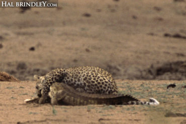 Leopard vs. Crocodile Full Photo Sequence - Hal Brindley Wildlife ...
