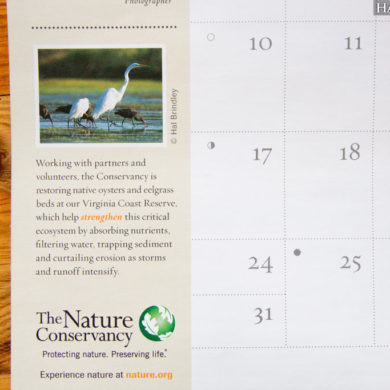 Tiny Pic in the Nature Conservancy Calendar - Hal Brindley Wildlife ...