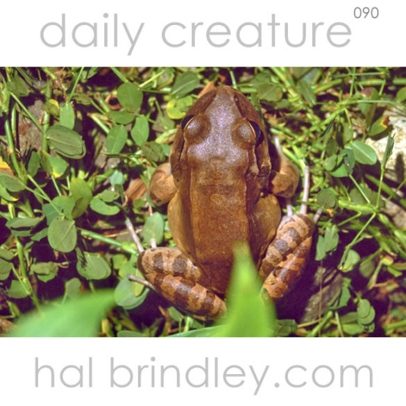 Daily Creature 90: Savage's Thin-Toed Frog - Hal Brindley Wildlife ...