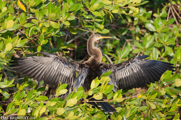 Daily Creature 71: Anhinga - Hal Brindley Wildlife Photography
