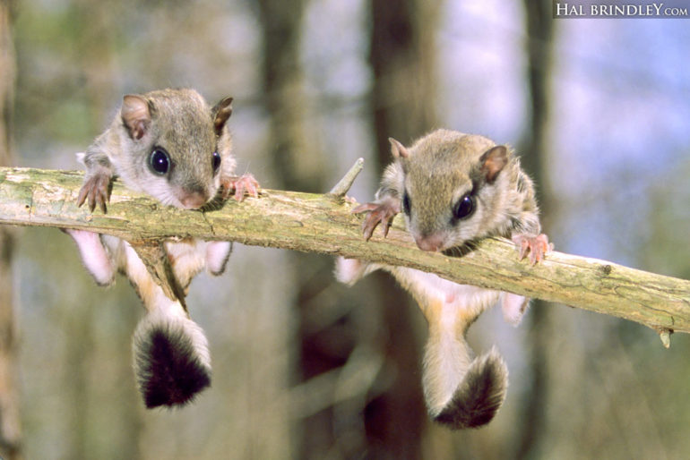 Daily Creature 89: Southern Flying Squirrel - Hal Brindley Wildlife ...