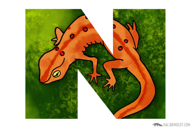 Animals That Start With N (Animal Alphabet by Hal Brindley)