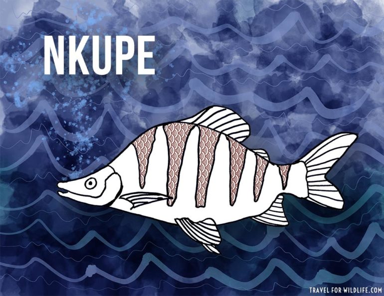 Animals That Start With N (Animal Alphabet by Hal Brindley)